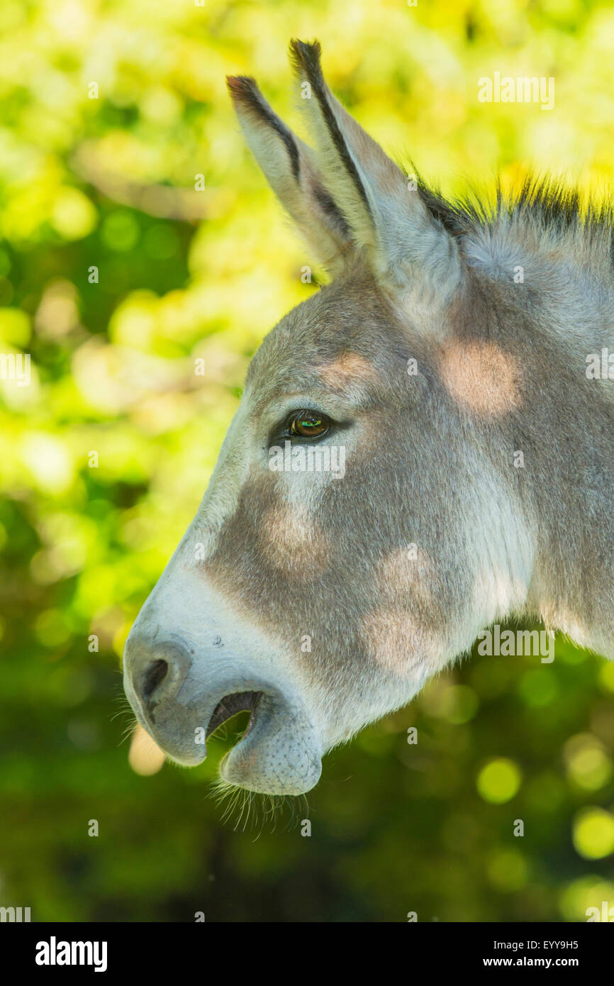 Domestic donkey (Equus asinus asinus), mare, portrait in profile ...
