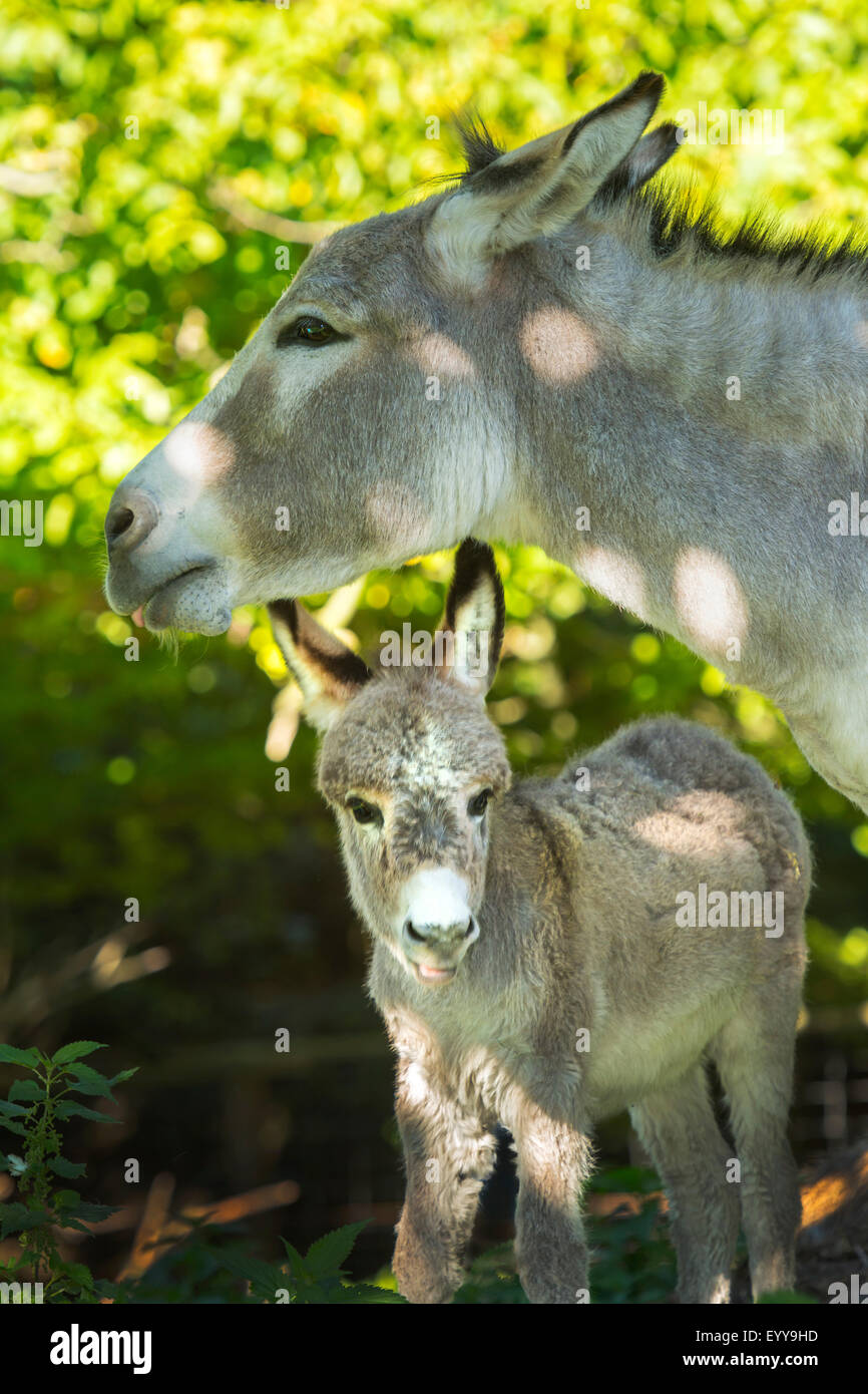 Donkey in the enclosure hi-res stock photography and images - Alamy
