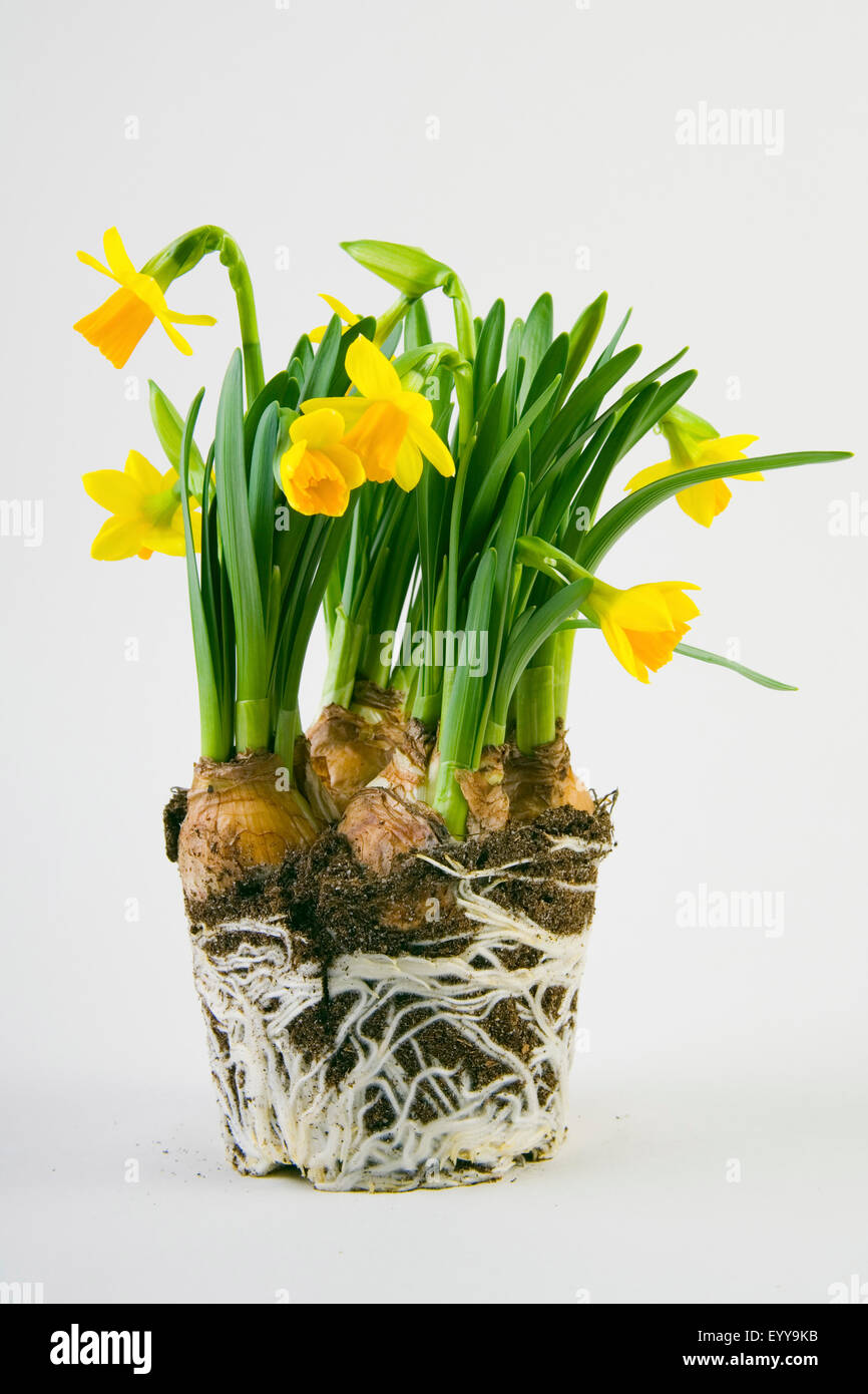 Root ball hi-res stock photography and images - Alamy