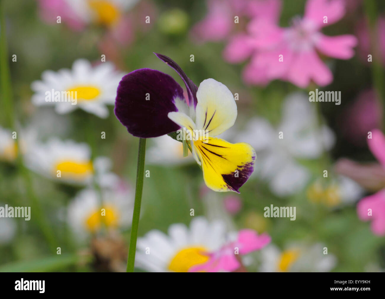 horned pansy, horned violet (Viola cornuta), flower Stock Photo - Alamy