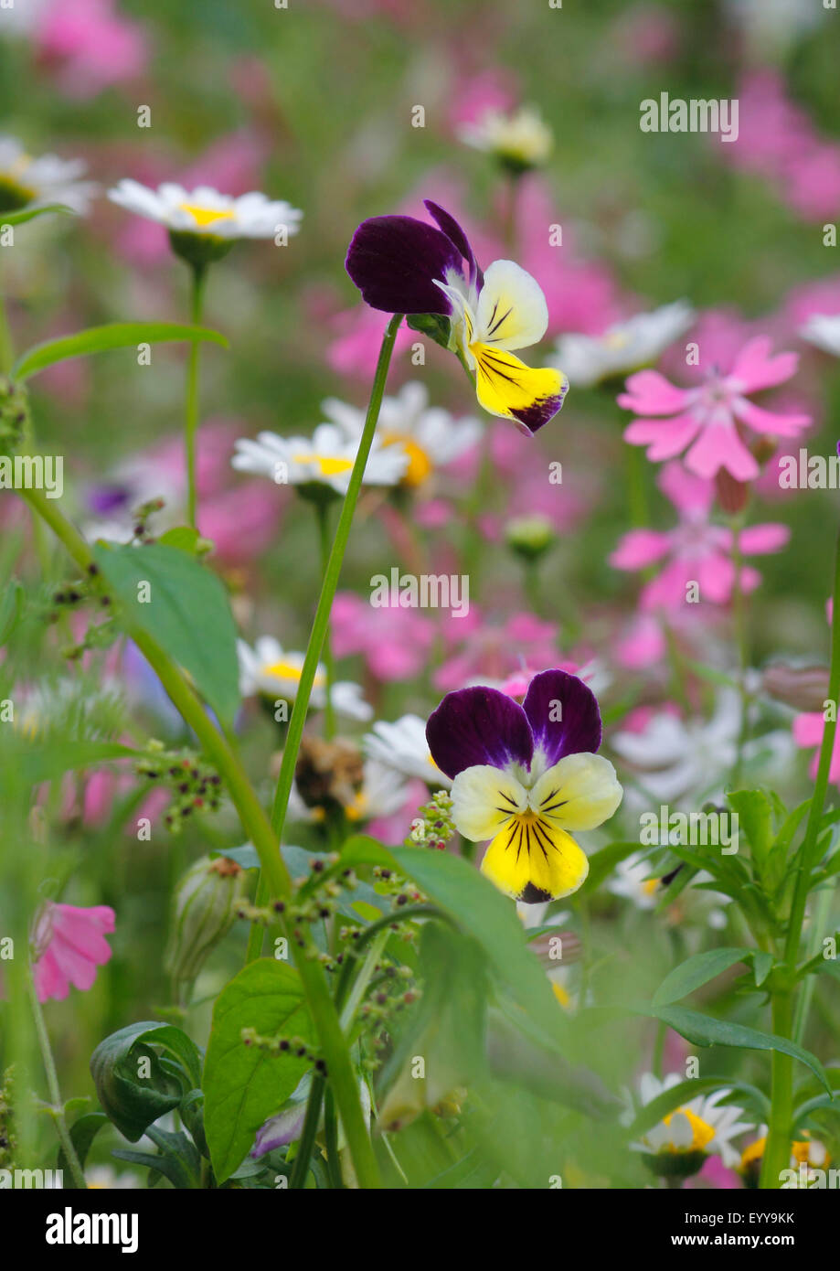 Viola Cornuta High Resolution Stock Photography and Images - Alamy