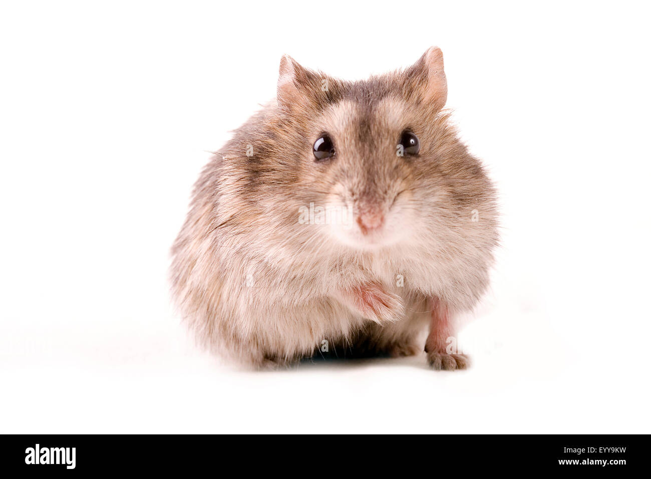 golden hamster (Mesocricetus auratus), front view Stock Photo - Alamy
