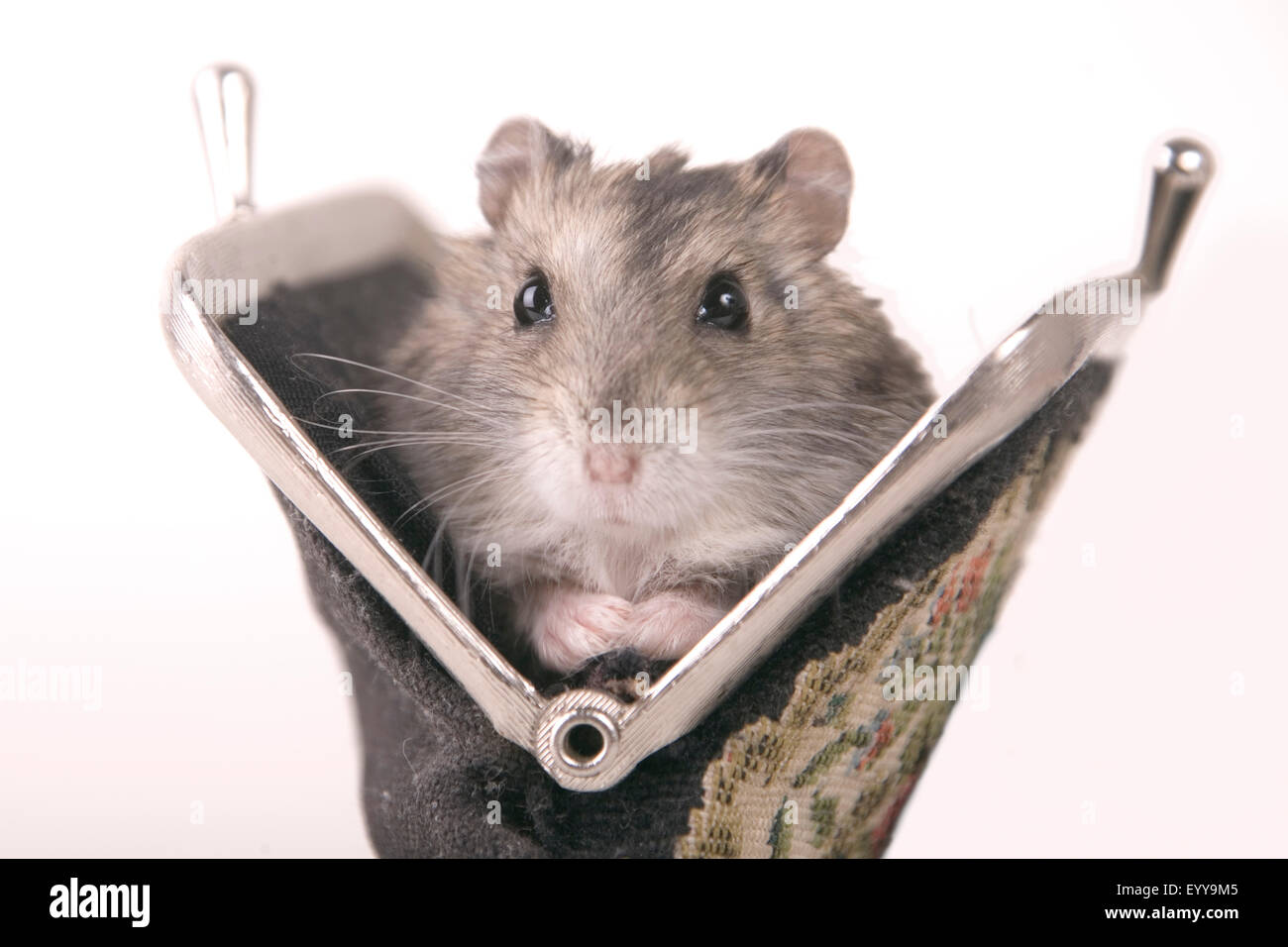 Funny purse hi-res stock photography and images - Alamy