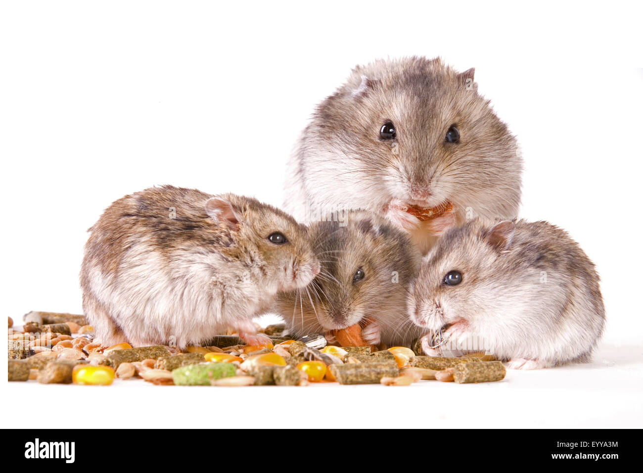 golden hamster (Mesocricetus auratus), hamster family eating, hamster ...