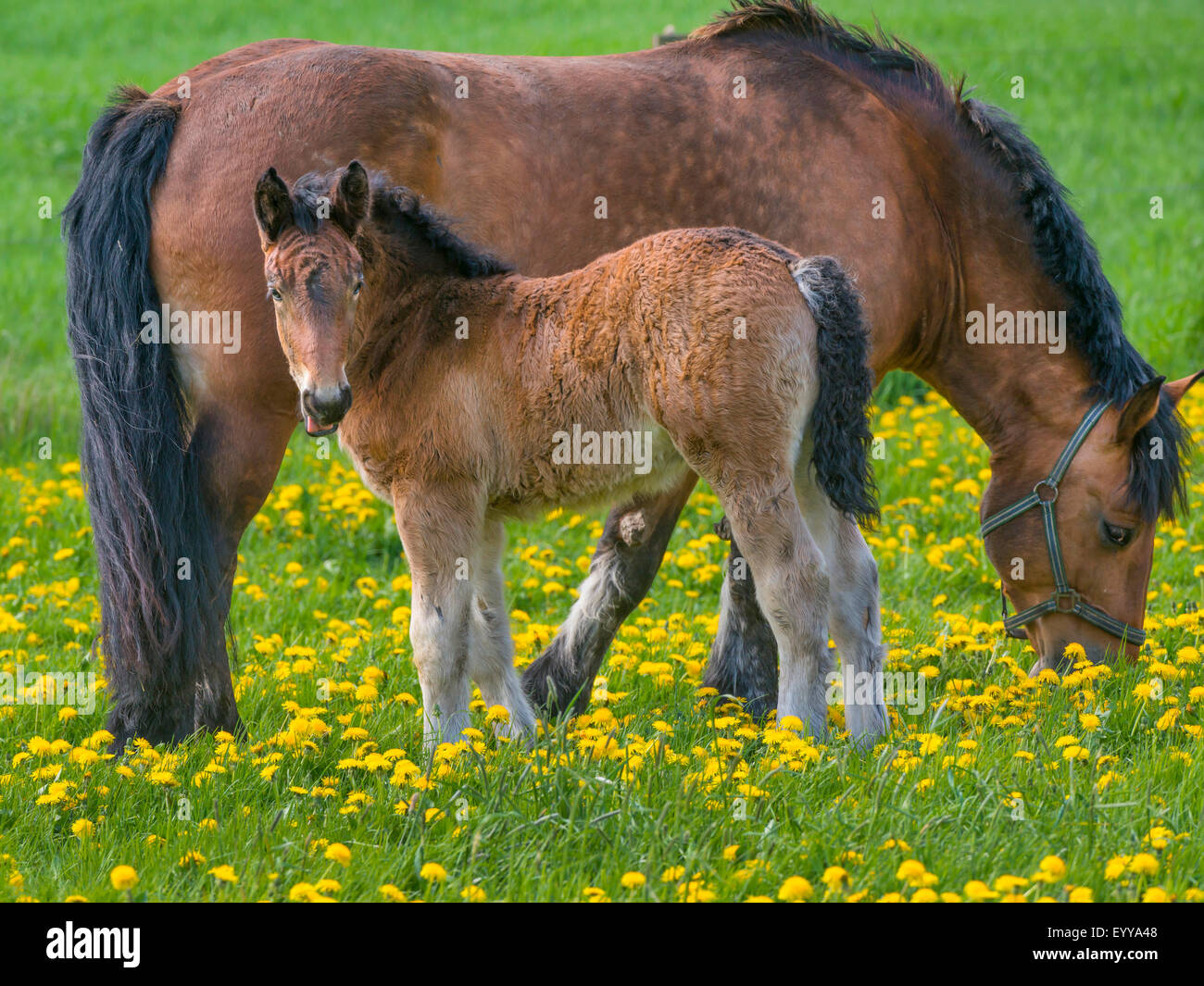 Ardenner horse (Equus przewalskii f. caballus), mare and foal run in a ...