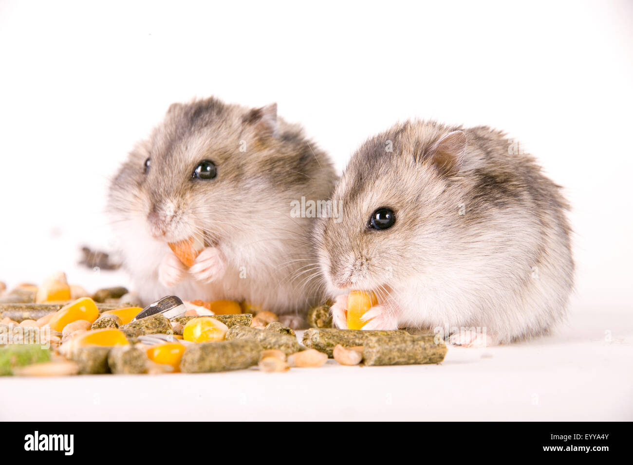 Hamster eating full cheeks hi-res stock photography and images - Alamy