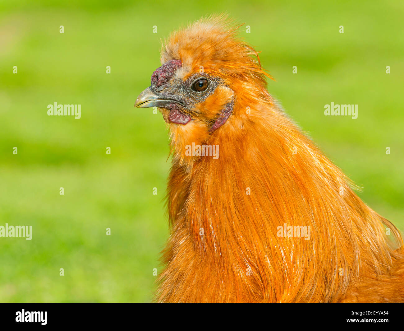 Silkie, Silky Fowl (Gallus gallus f. domestica), portrait in profile ...