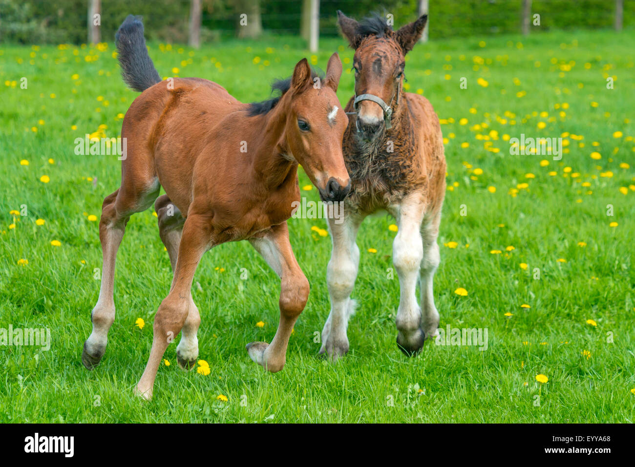 Two horse breeds hi-res stock photography and images - Alamy