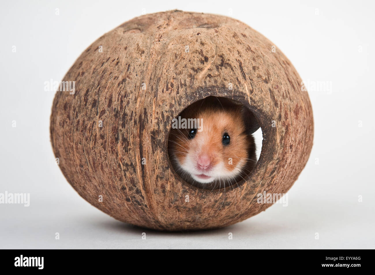 golden hamster (Mesocricetus auratus), looking out a coconut Stock ...
