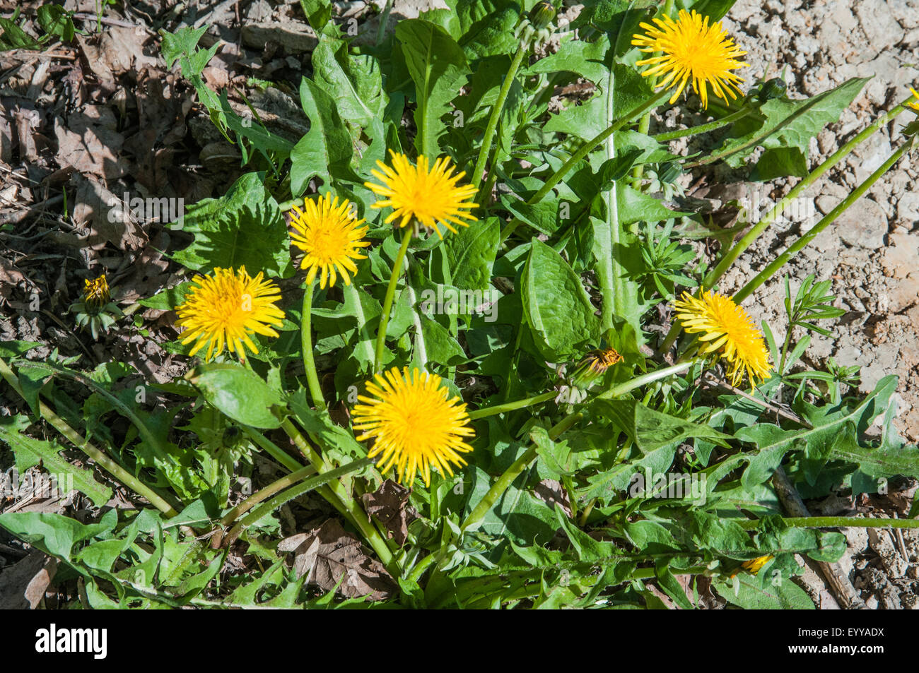 walking on the wild Dandelion up the path in the woods Yorkshire Ray ...