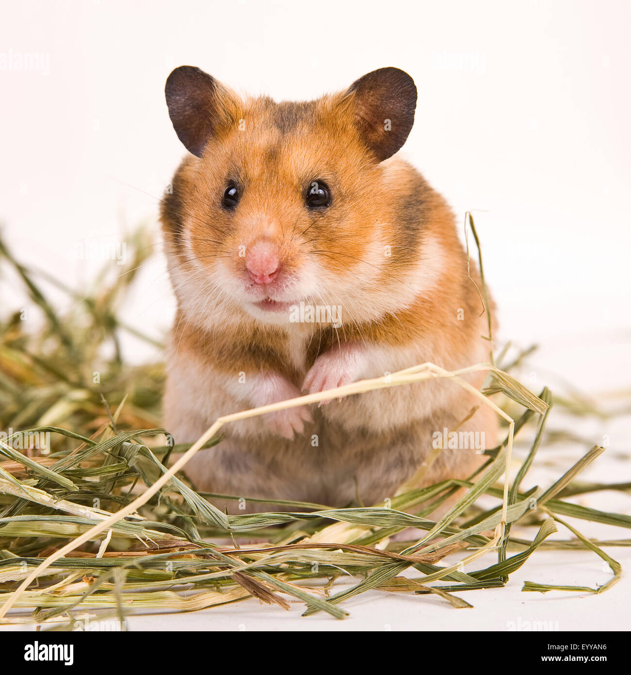 golden hamster (Mesocricetus auratus), sitting in hay Stock Photo - Alamy