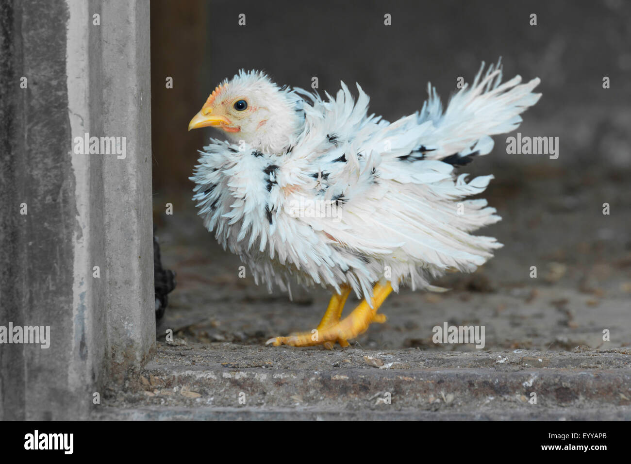 bantam (Gallus gallus f. domestica), breed Gelocktes Chabo, Germany ...