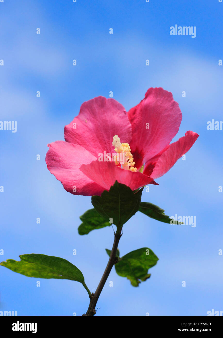 shrubby althaea, rose-of-Sharon (Hibiscus syriacus), flower Stock Photo ...
