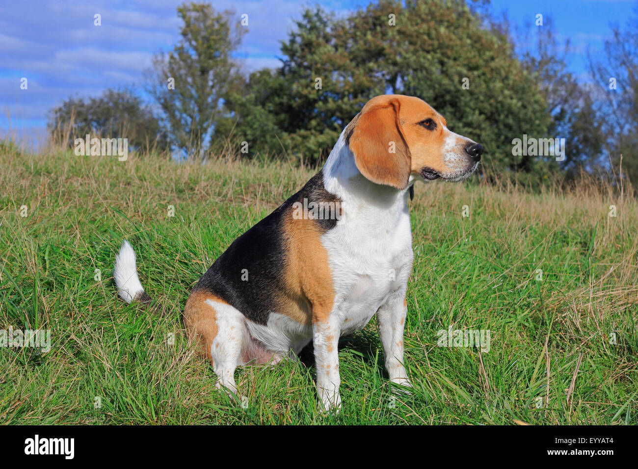 Beagle (Canis lupus f. familiaris), three years old Beagle sitting in a ...