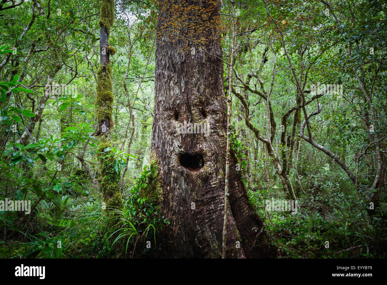 Tree fun face hi-res stock photography and images - Alamy