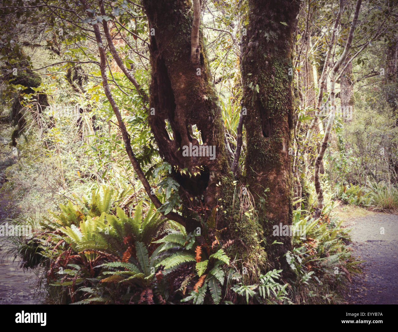 Face growing on tree in lush forest Stock Photo - Alamy