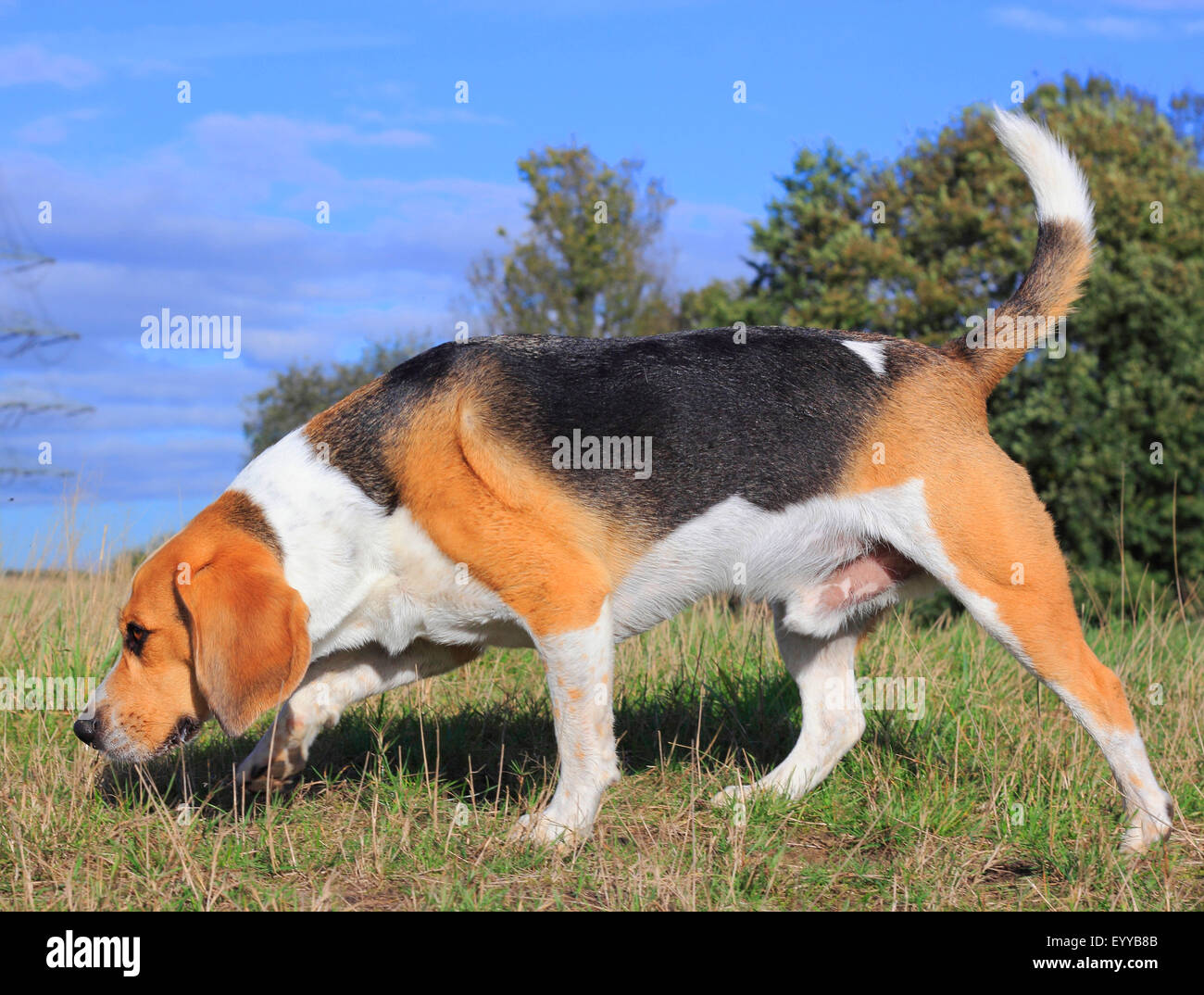 Beagle sniffing hi-res stock photography and images - Alamy