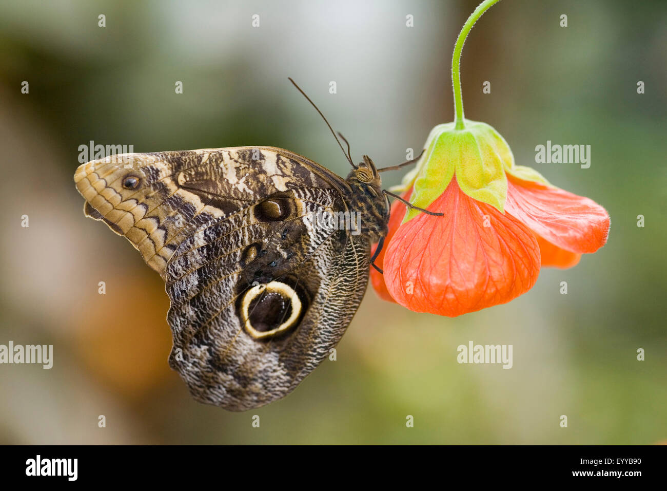 Forest Giant Owl (Caligo eurilochus), at a red blossom Stock Photo - Alamy