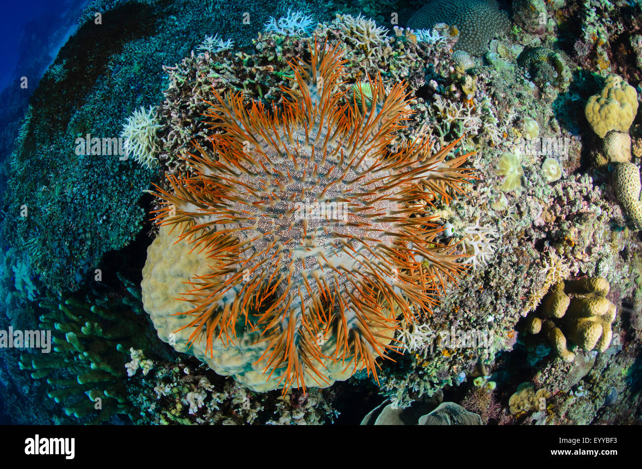 A coral killing Crown of Thorns starfish, Acanthaster planci, attacks ...