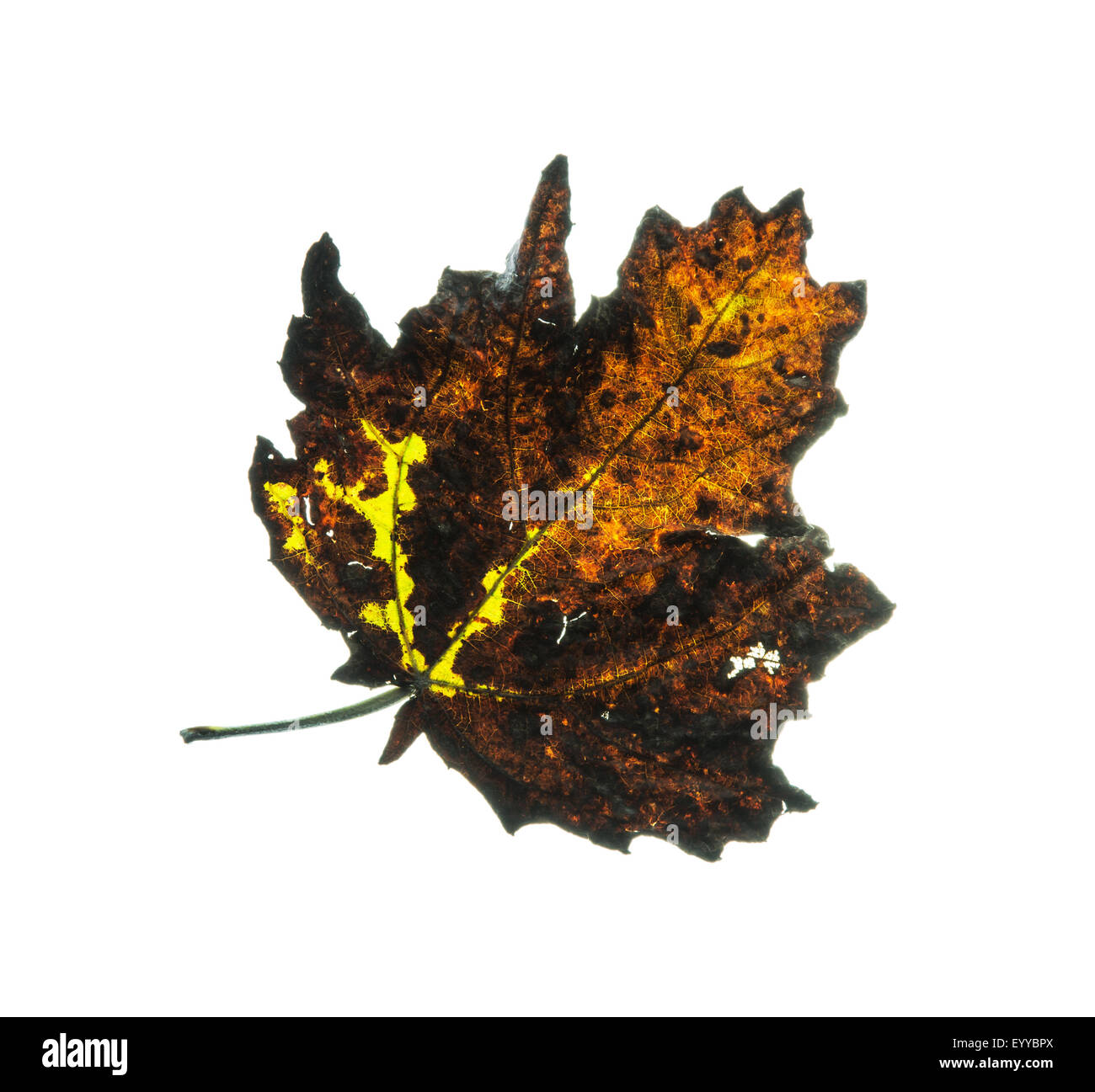 Beautiful cracked autumn leaf isolated on white background. Seasonal ...