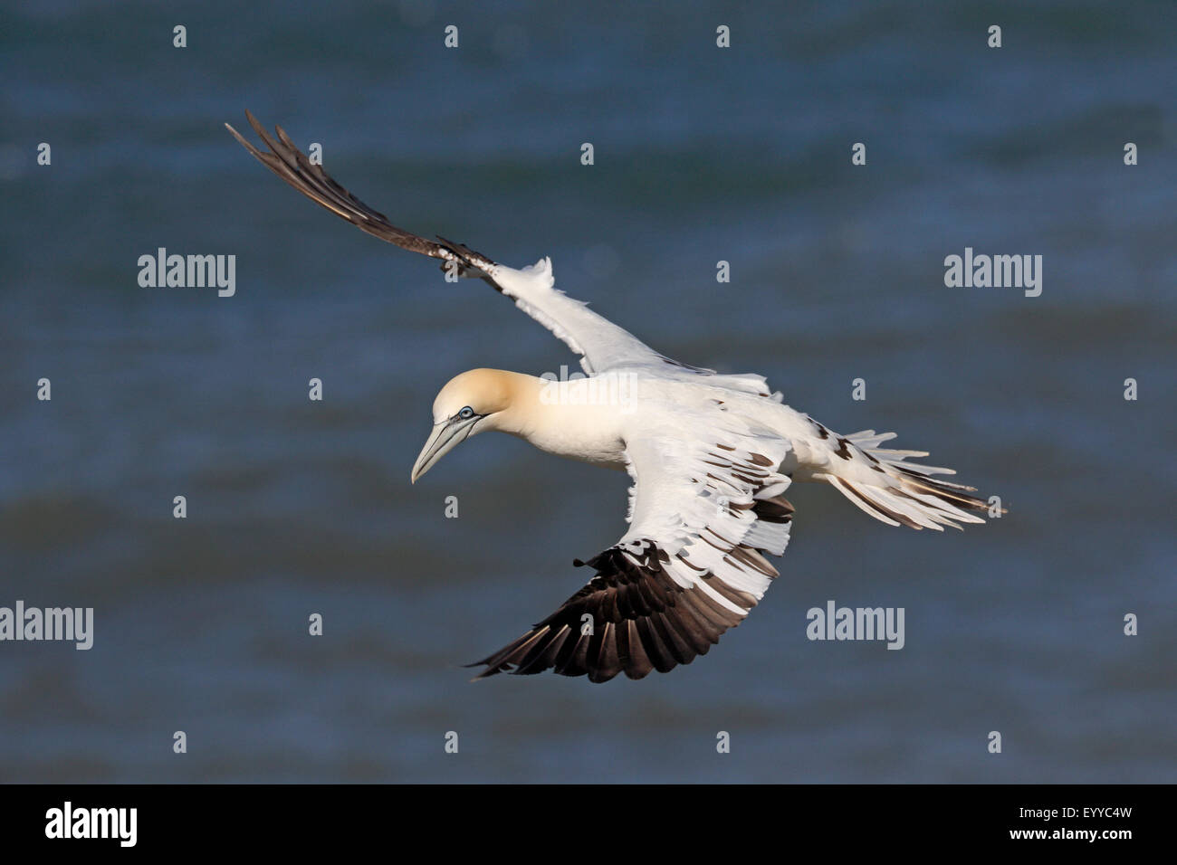 Juvenile Northern Gannet in flight Stock Photo - Alamy