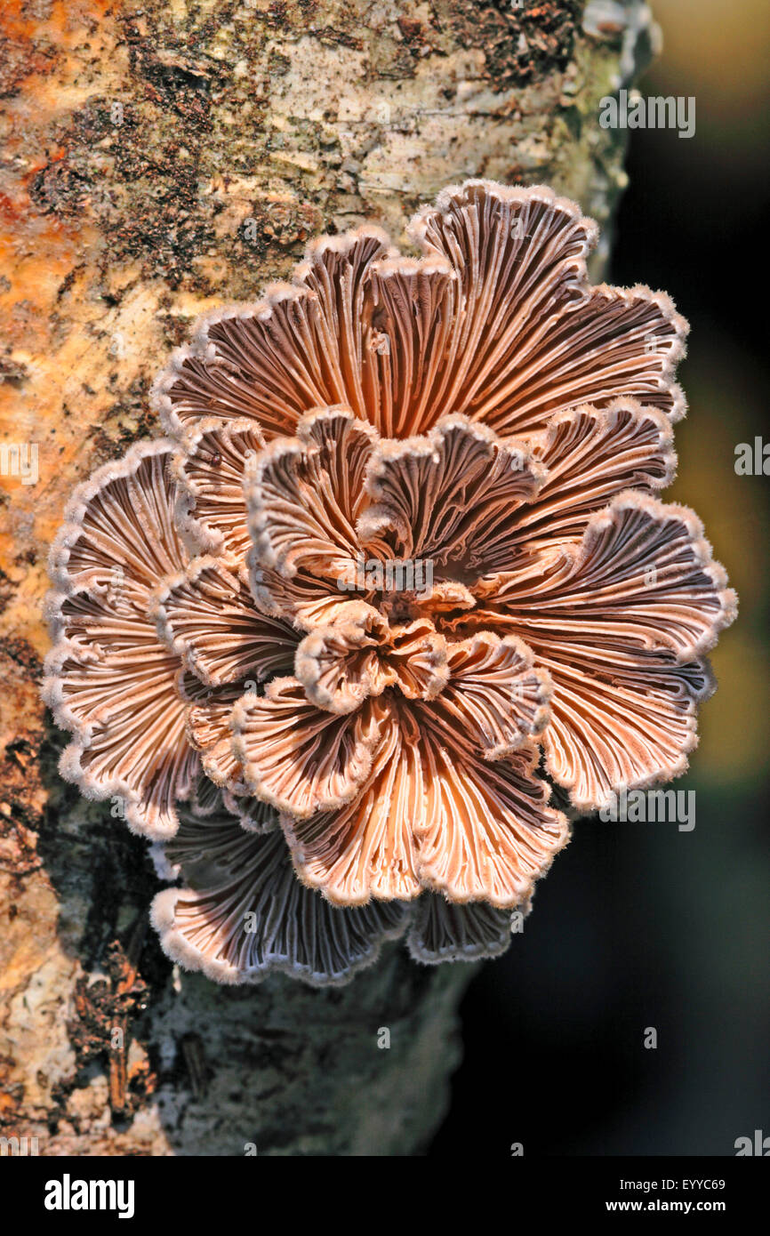 Body of tree hi-res stock photography and images - Alamy