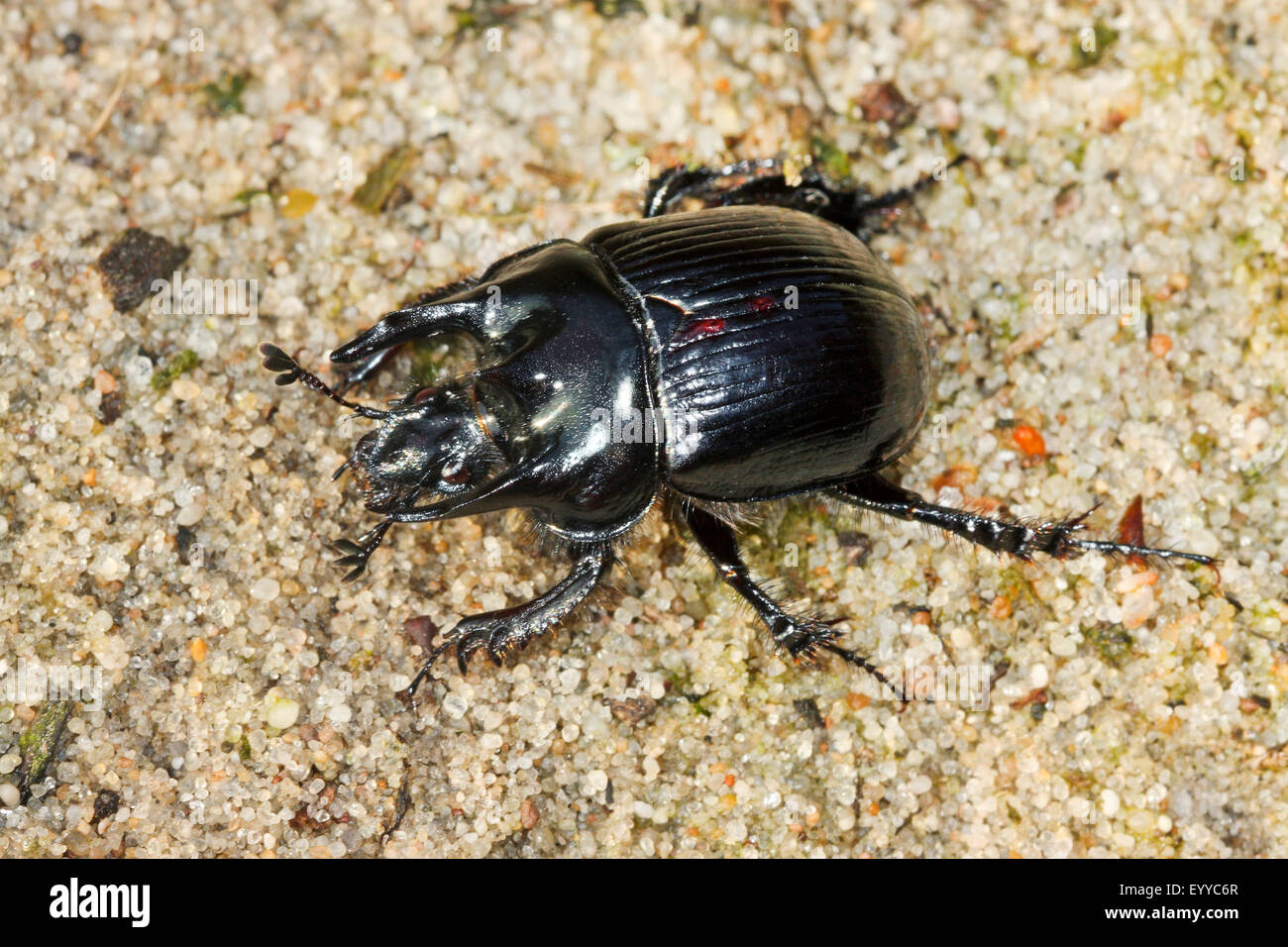 Minotaur beetle (Typhaeus typhoeus, Typhoeus typhoeus), male, Germany ...