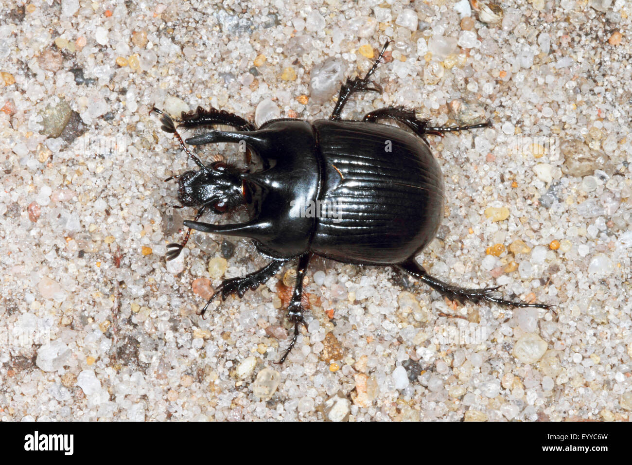 Minotaur beetle (Typhaeus typhoeus, Typhoeus typhoeus), male, Germany ...