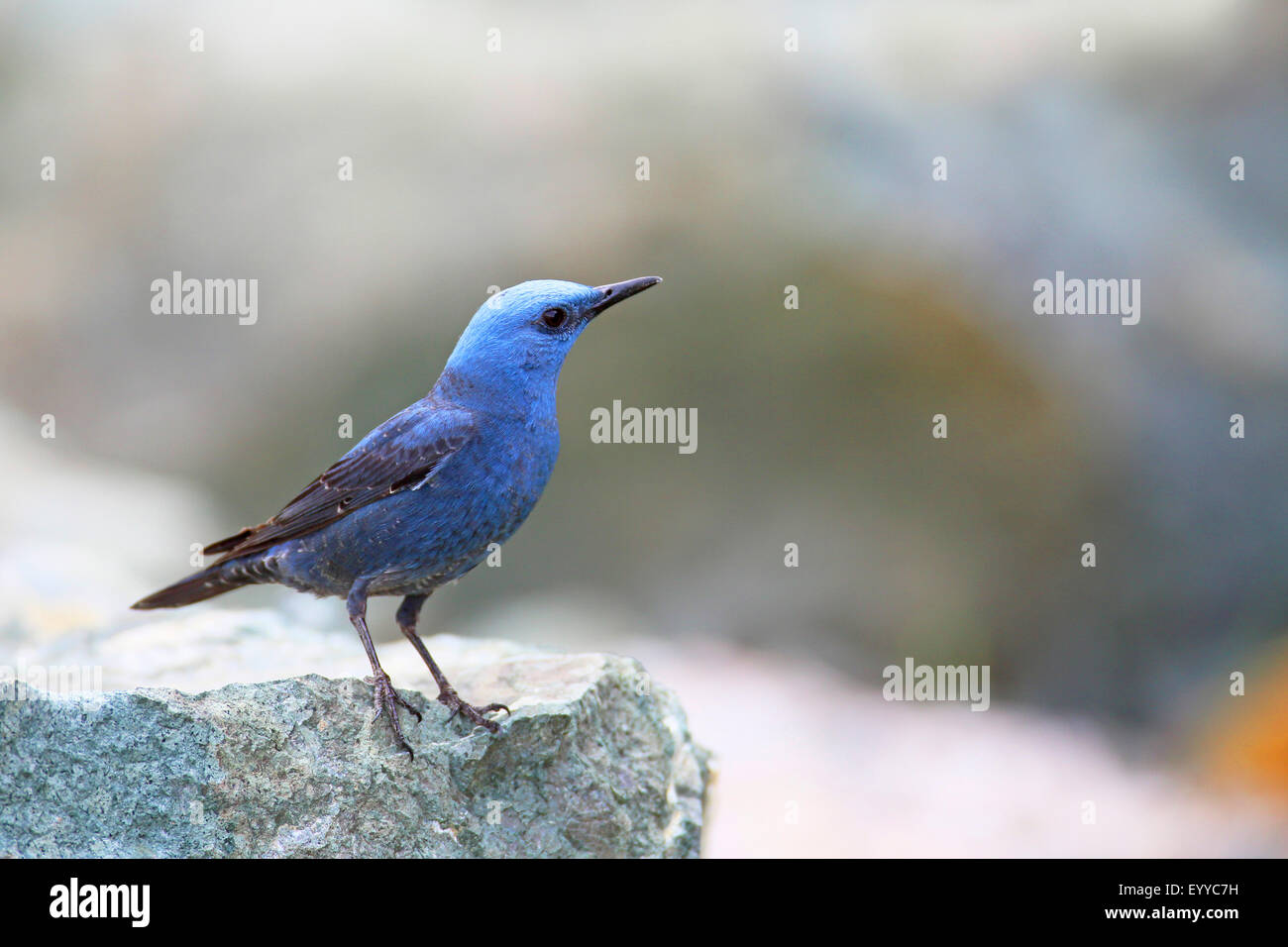 Mediterranean rock thrush hi-res stock photography and images - Alamy