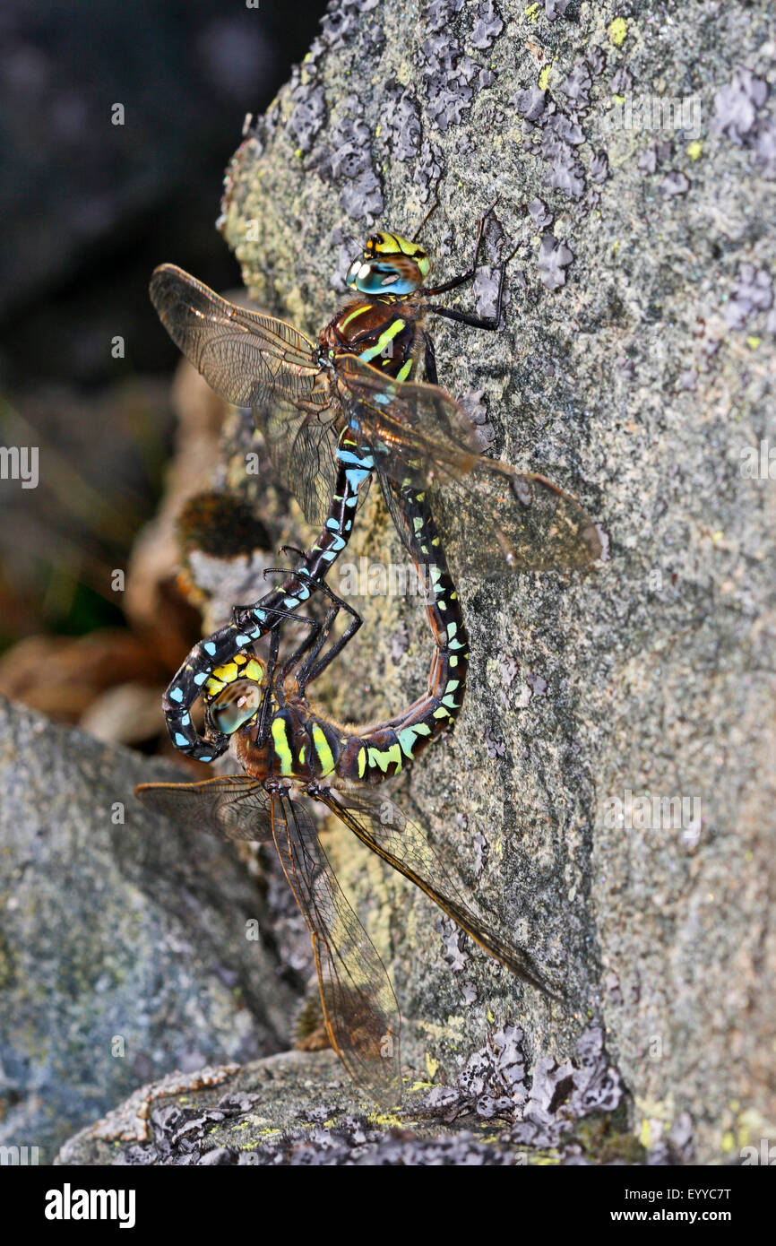 Common aeshna, Common hawker, Sedge Darner (Aeshna juncea), mating ...