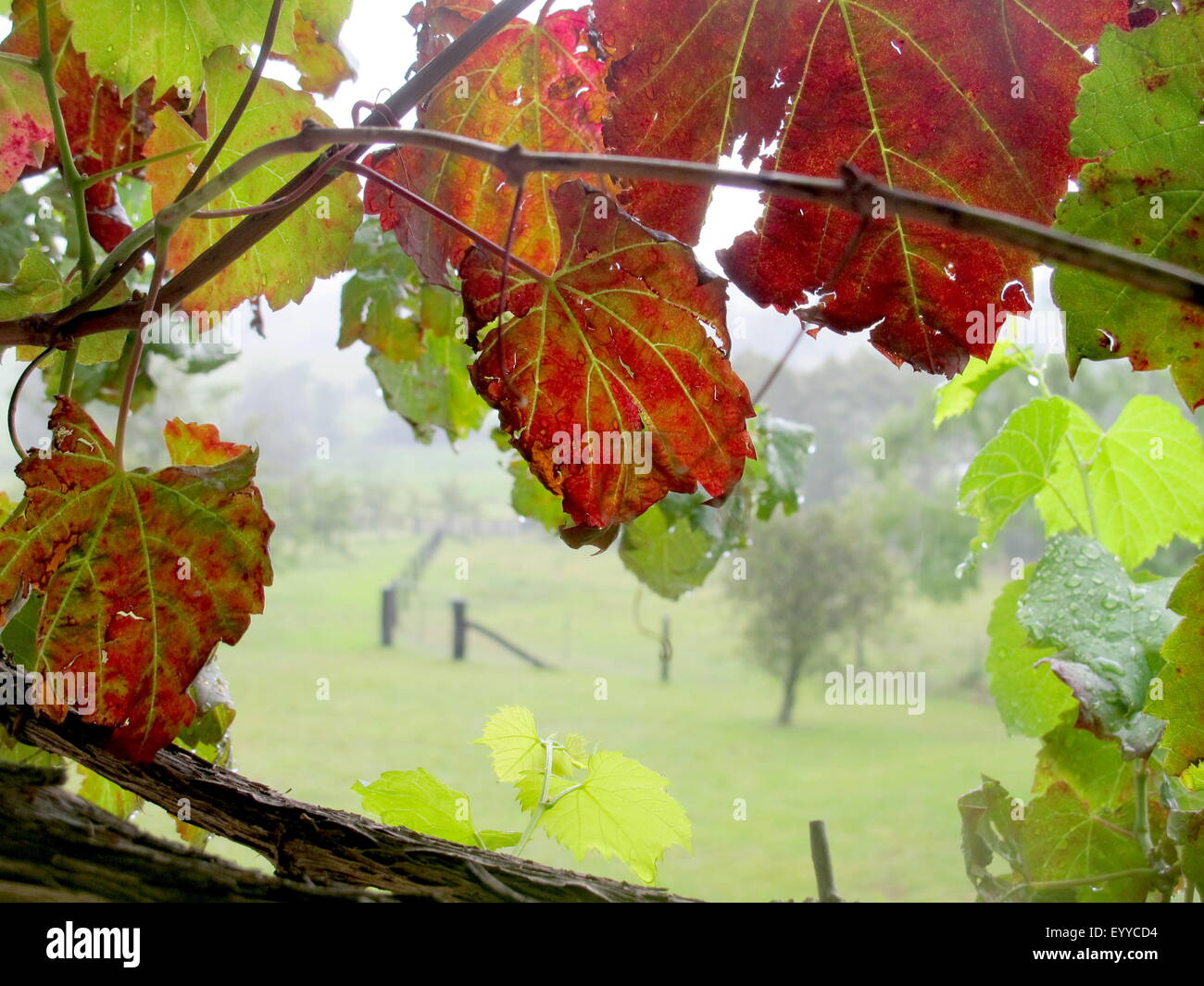 Grape Vine Window Stock Photo - Alamy