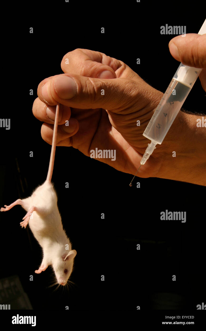 Cruelty mouse hi-res stock photography and images - Alamy