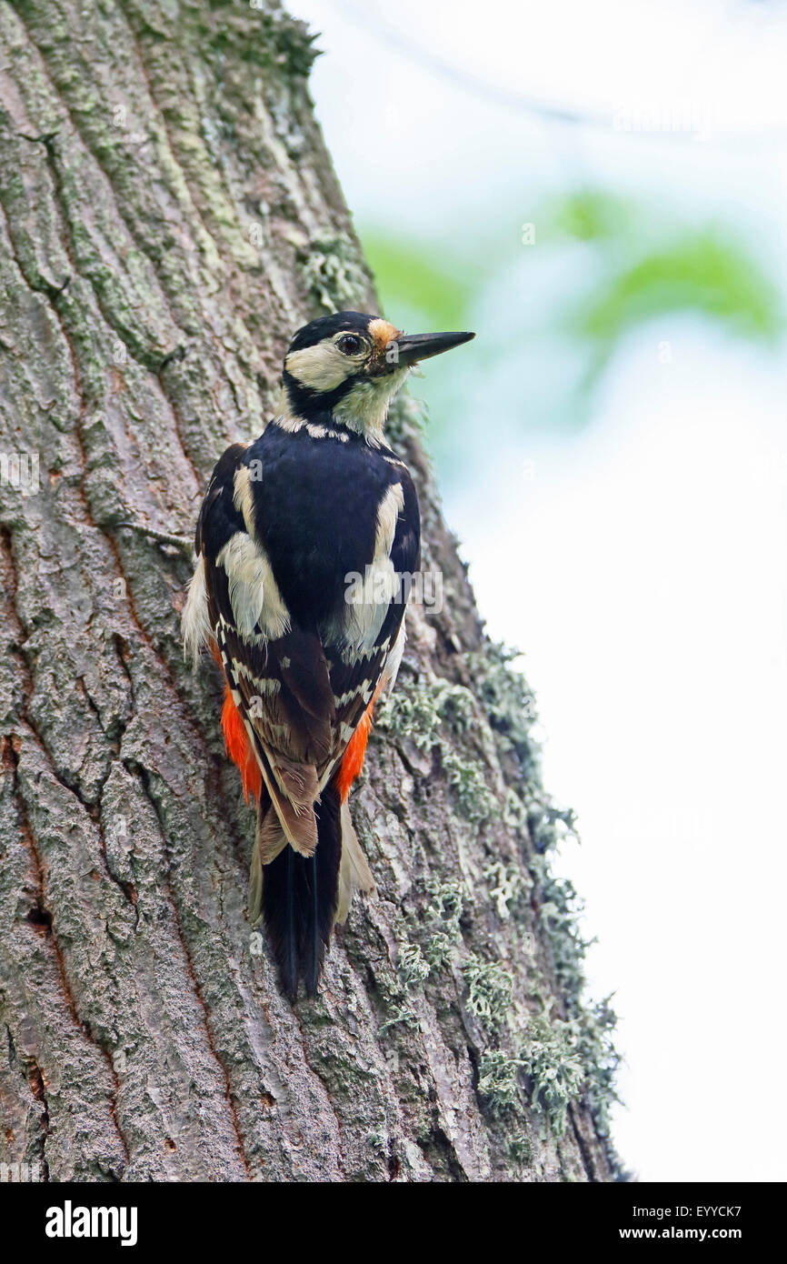 Female Great Spotted Woodpecker High Resolution Stock Photography and ...