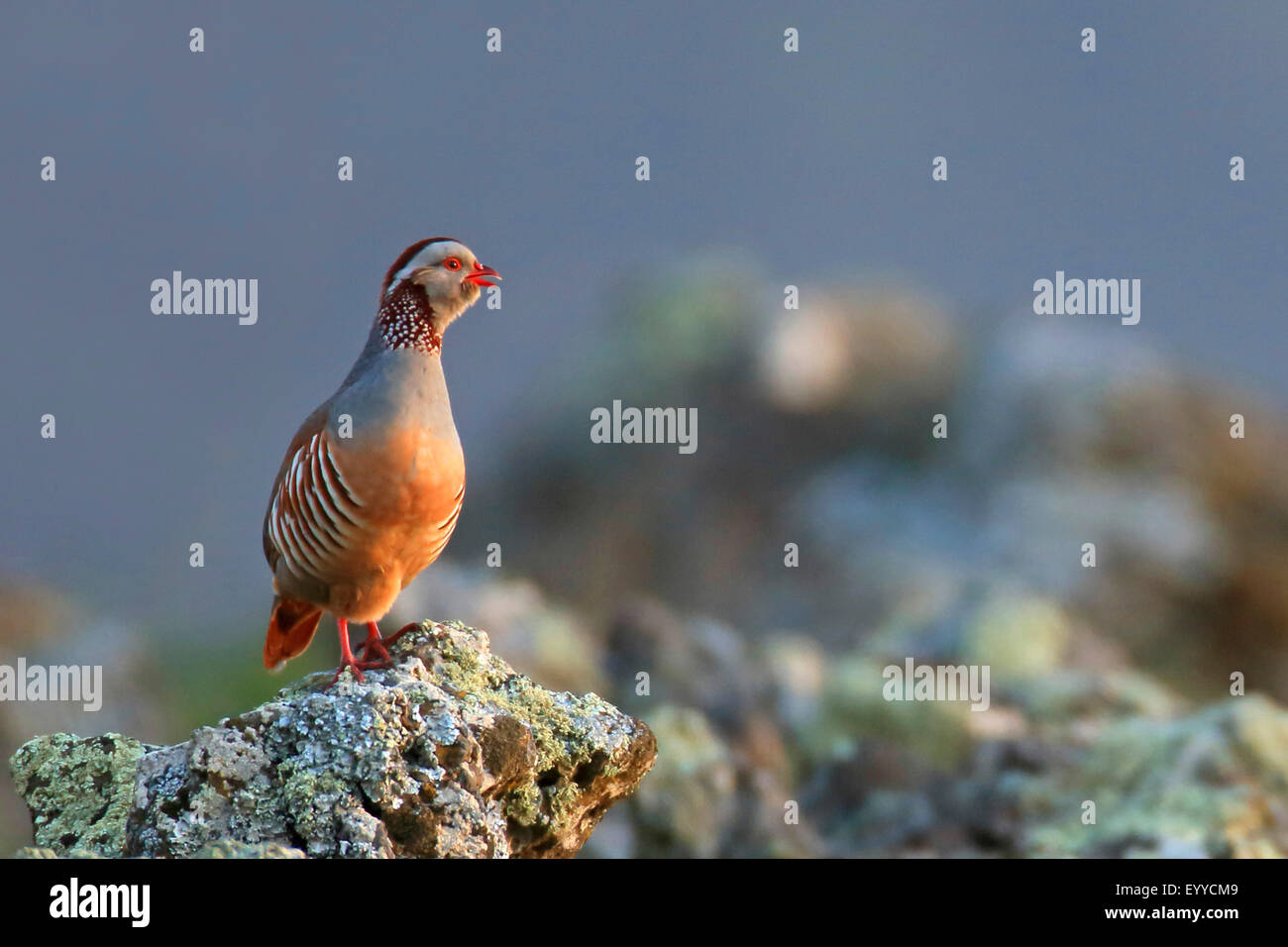Male partridge hi-res stock photography and images - Alamy