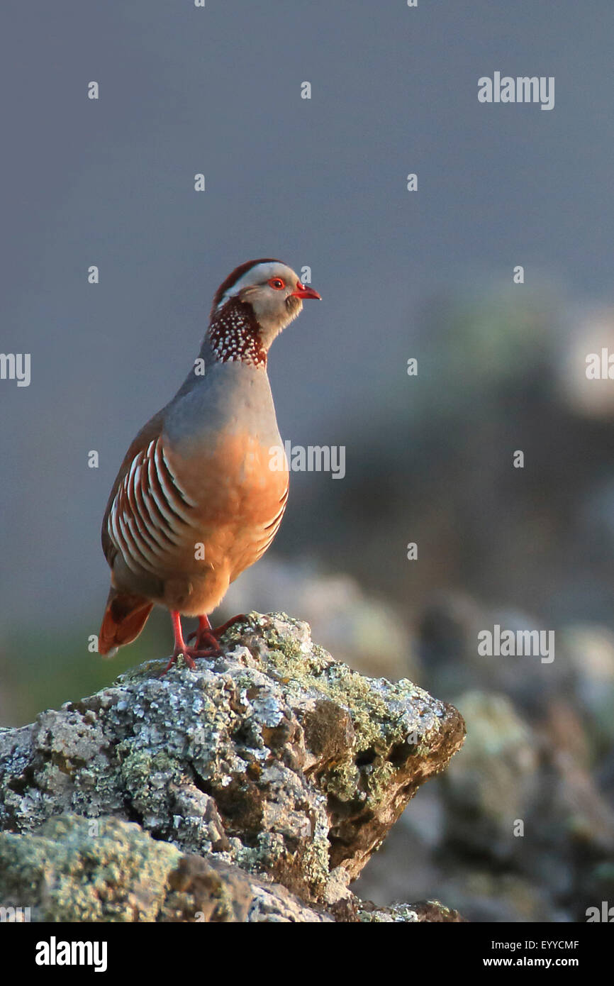 Male partridge hi-res stock photography and images - Alamy