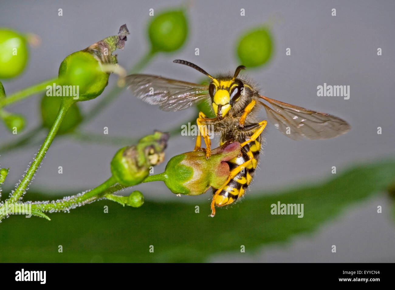 Tree wasp, Wood wasp (Dolichovespula sylvestris), on infructescence ...