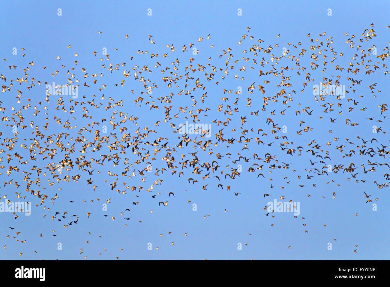 European golden plover (Pluvialis apricaria), flying flock, Netherlands ...