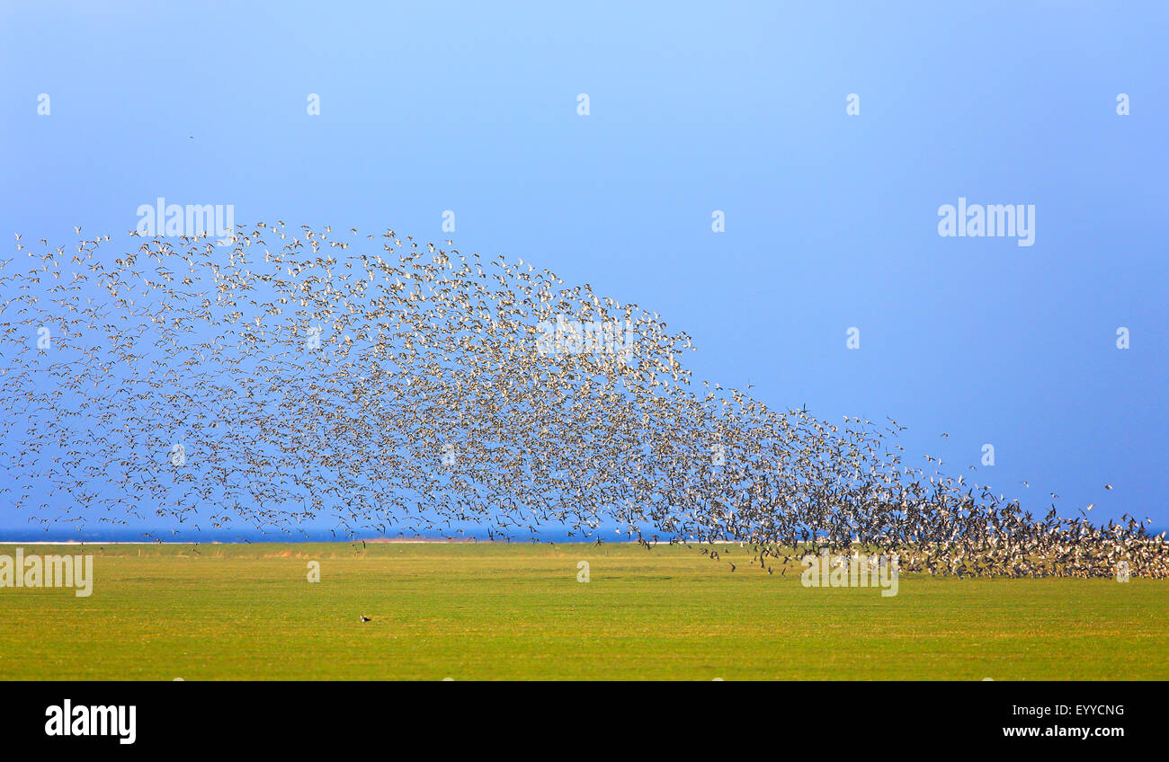 Large flock of plovers hi-res stock photography and images - Alamy
