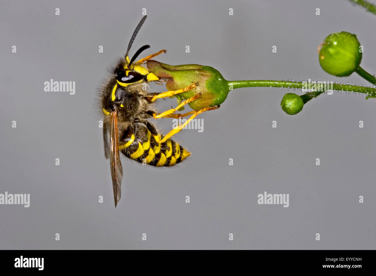Wood wasp hi-res stock photography and images - Alamy