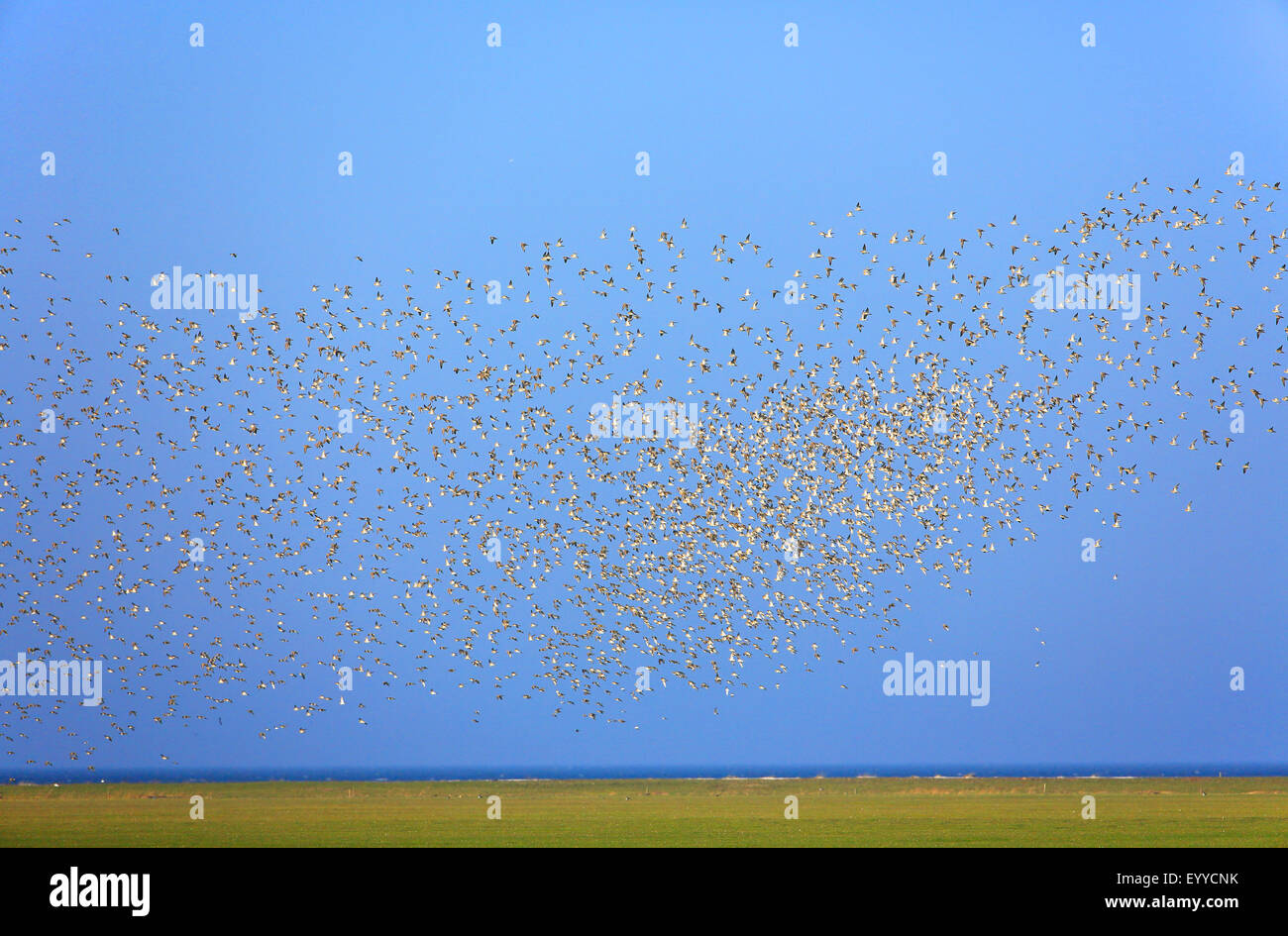 European golden plover (Pluvialis apricaria), large flying flock ...