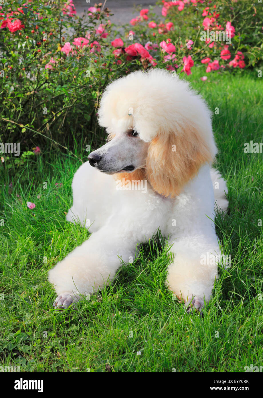 Poodle (Canis lupus f. familiaris), six month old male dog lying in a ...
