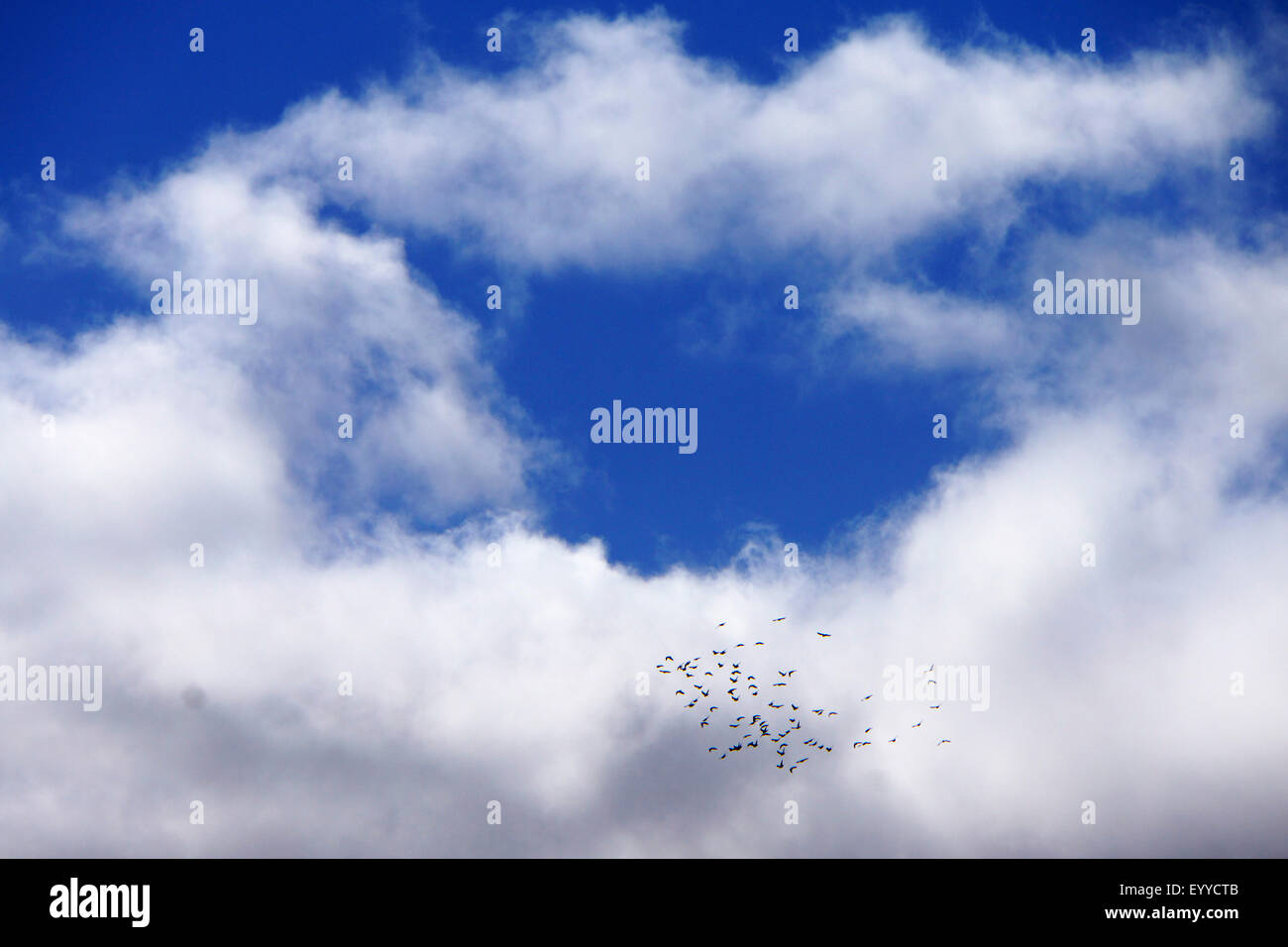 Flock birds formation hi-res stock photography and images - Alamy