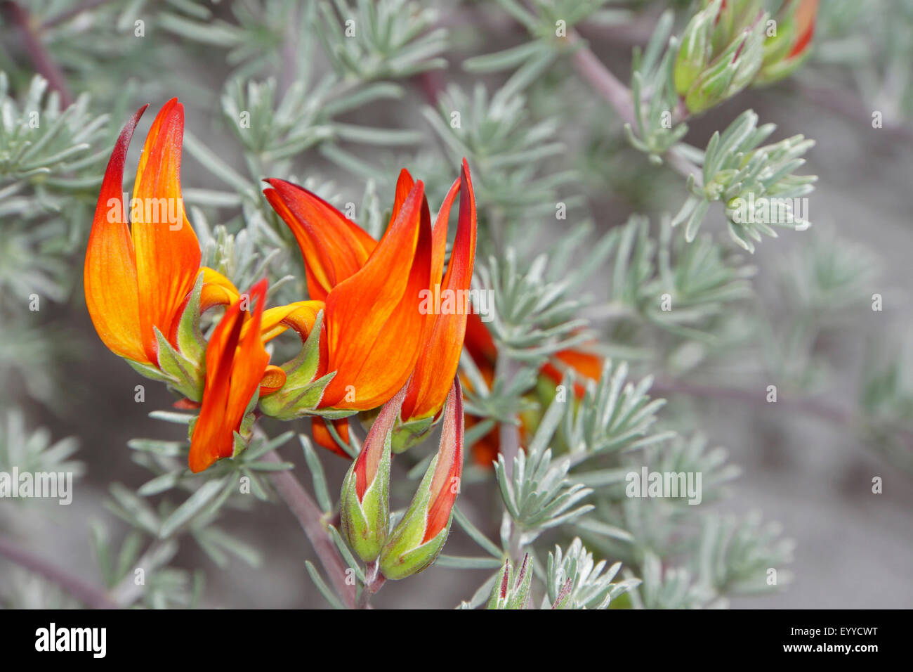 Lotus berthelotii parrots beak hi-res stock photography and images - Alamy