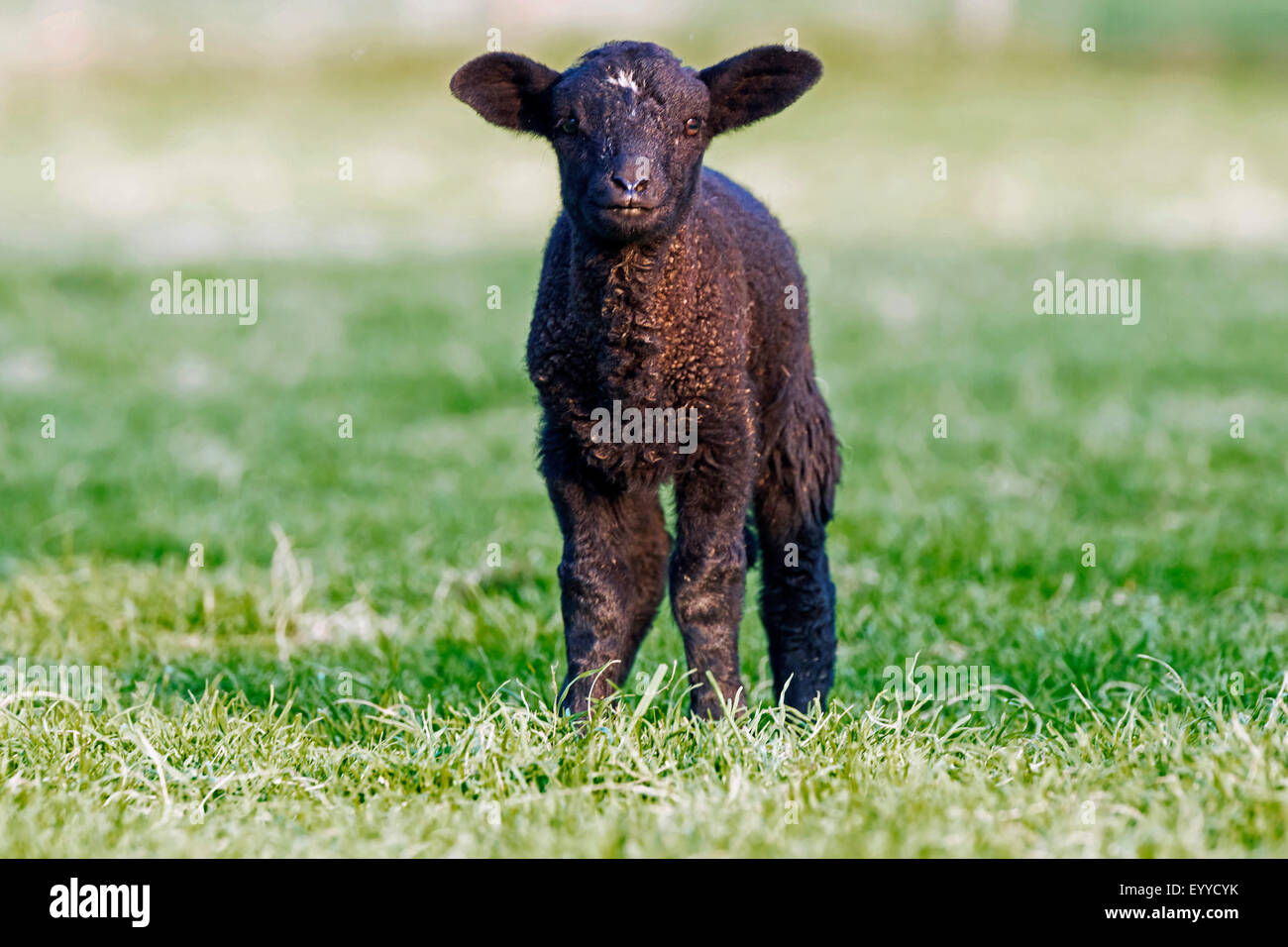 domestic sheep (Ovis ammon f. aries), black-brown lamb standing in a ...