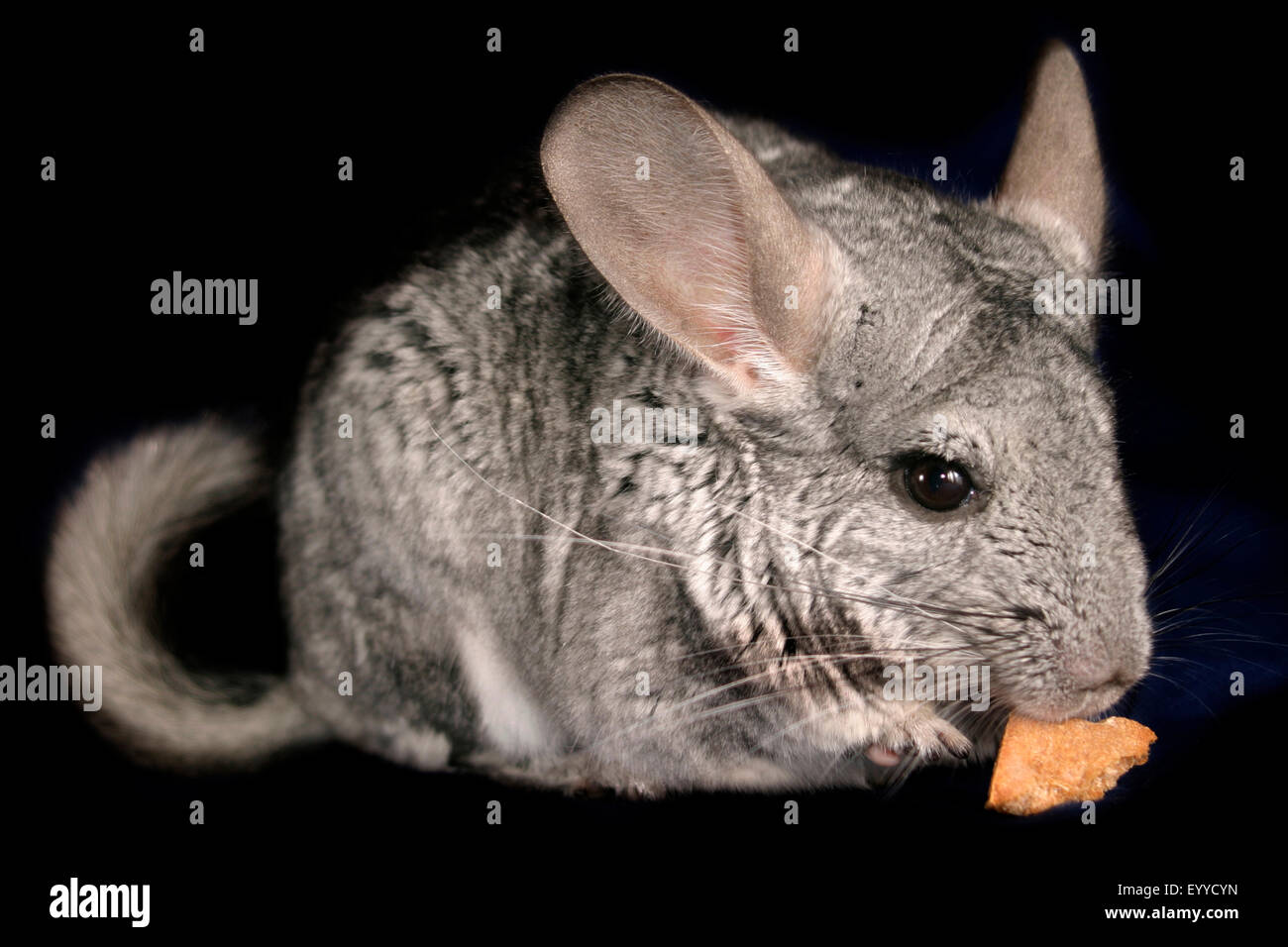 long-tailed chinchilla (Chinchilla lanigera), feeding chinchilla in ...