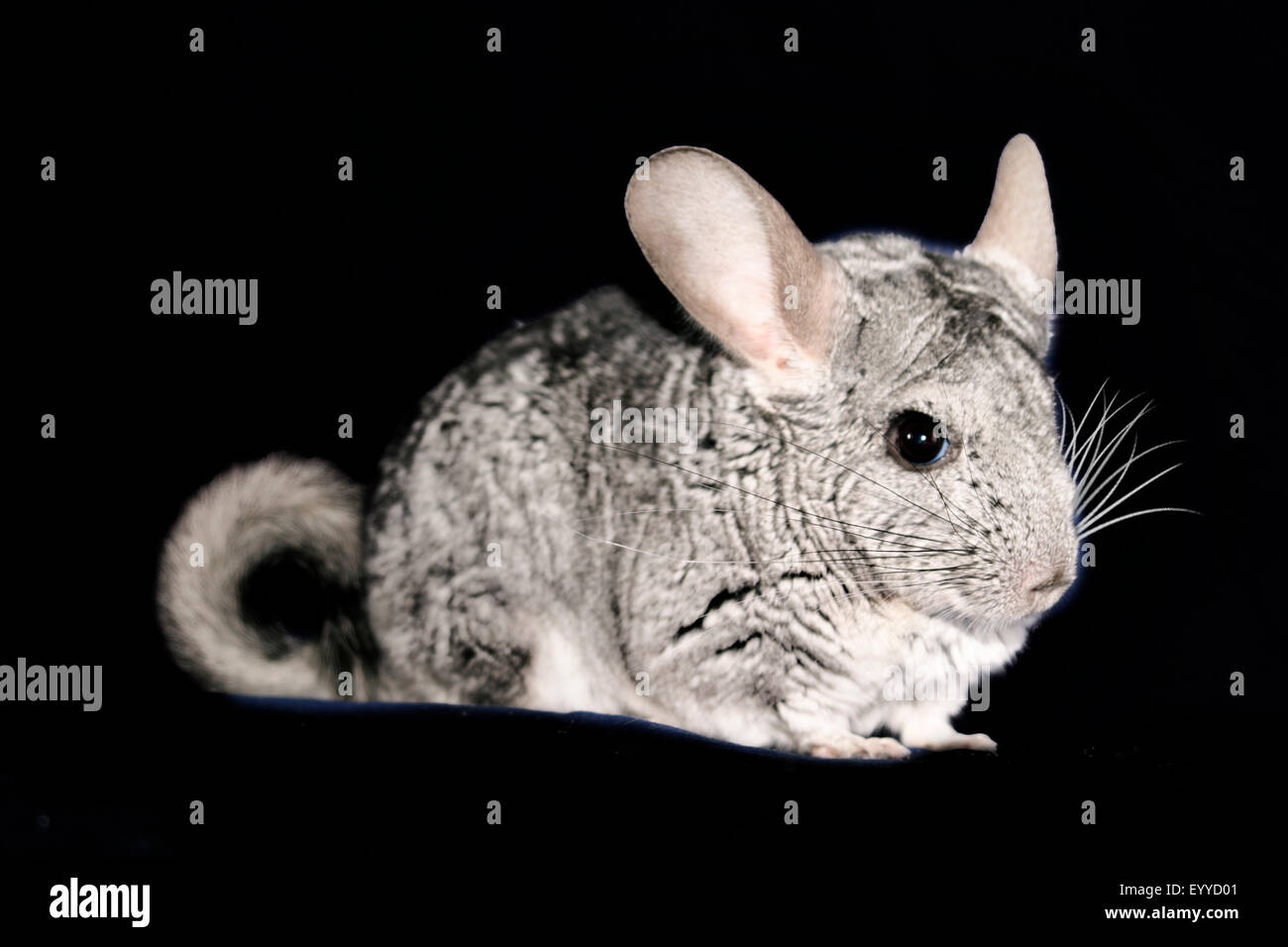 long-tailed chinchilla (Chinchilla lanigera), chinchilla in front of ...