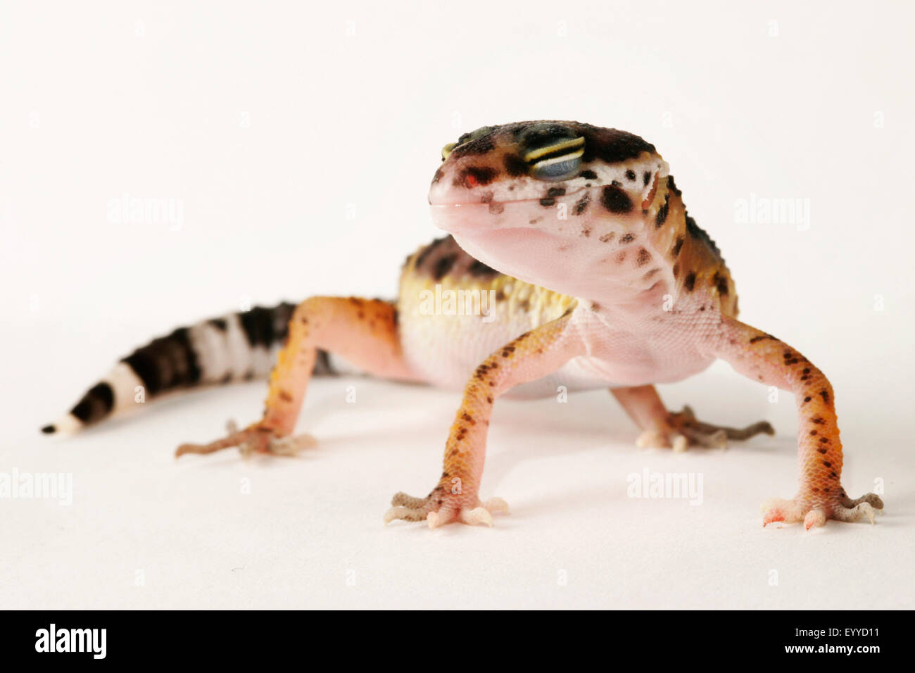 Leopard gecko (Eublepharis macularius), cut-out Stock Photo - Alamy
