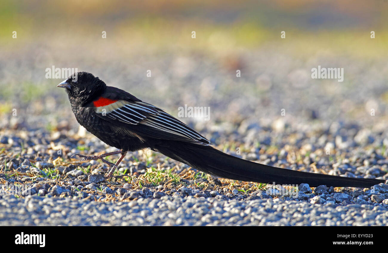 long-tailed whydah (Coliuspasser progne, Euplectes progne), male looks ...