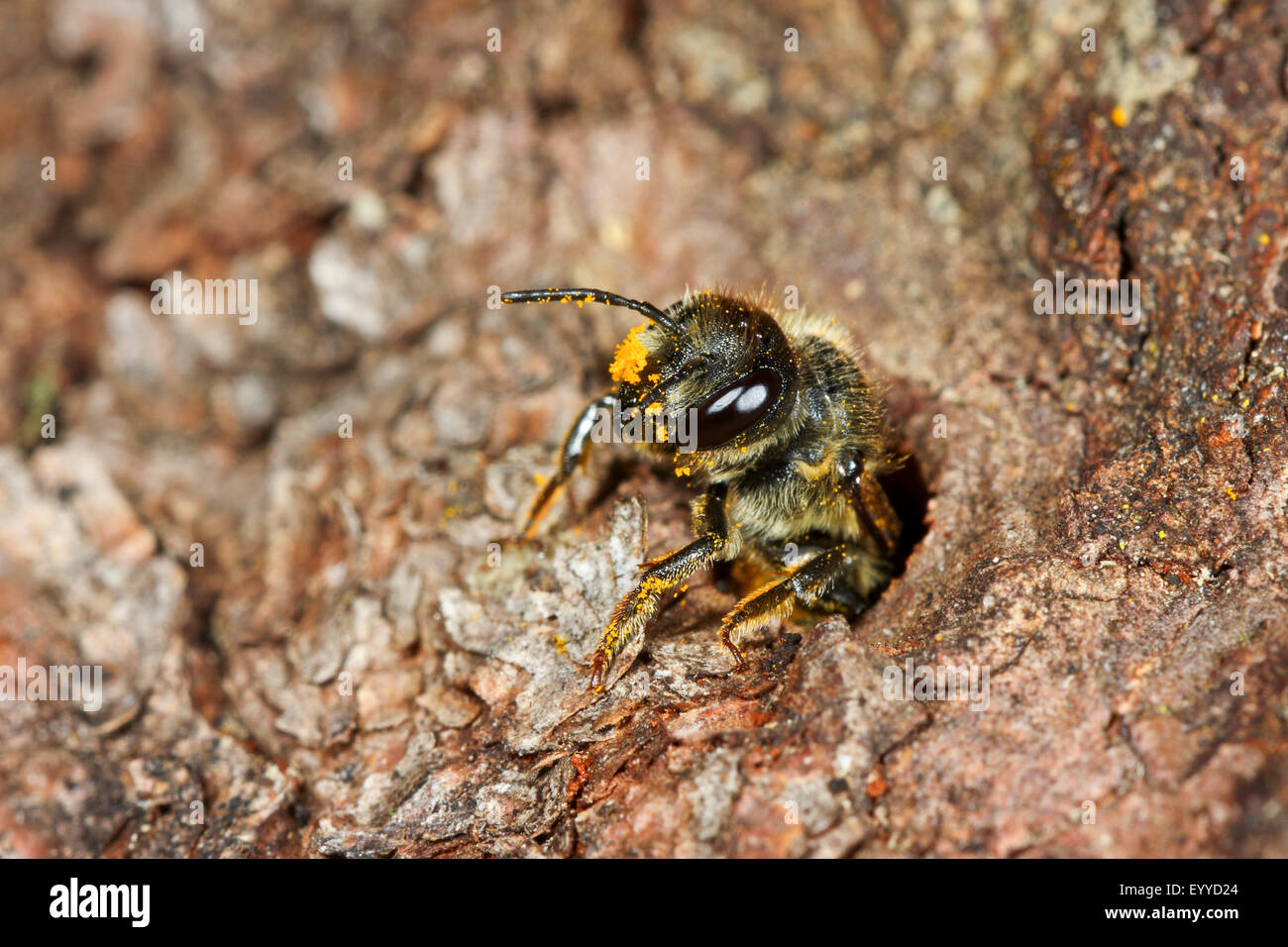 Leafcutter bee (Megachile lapponica), looks out of its nest, Germany ...