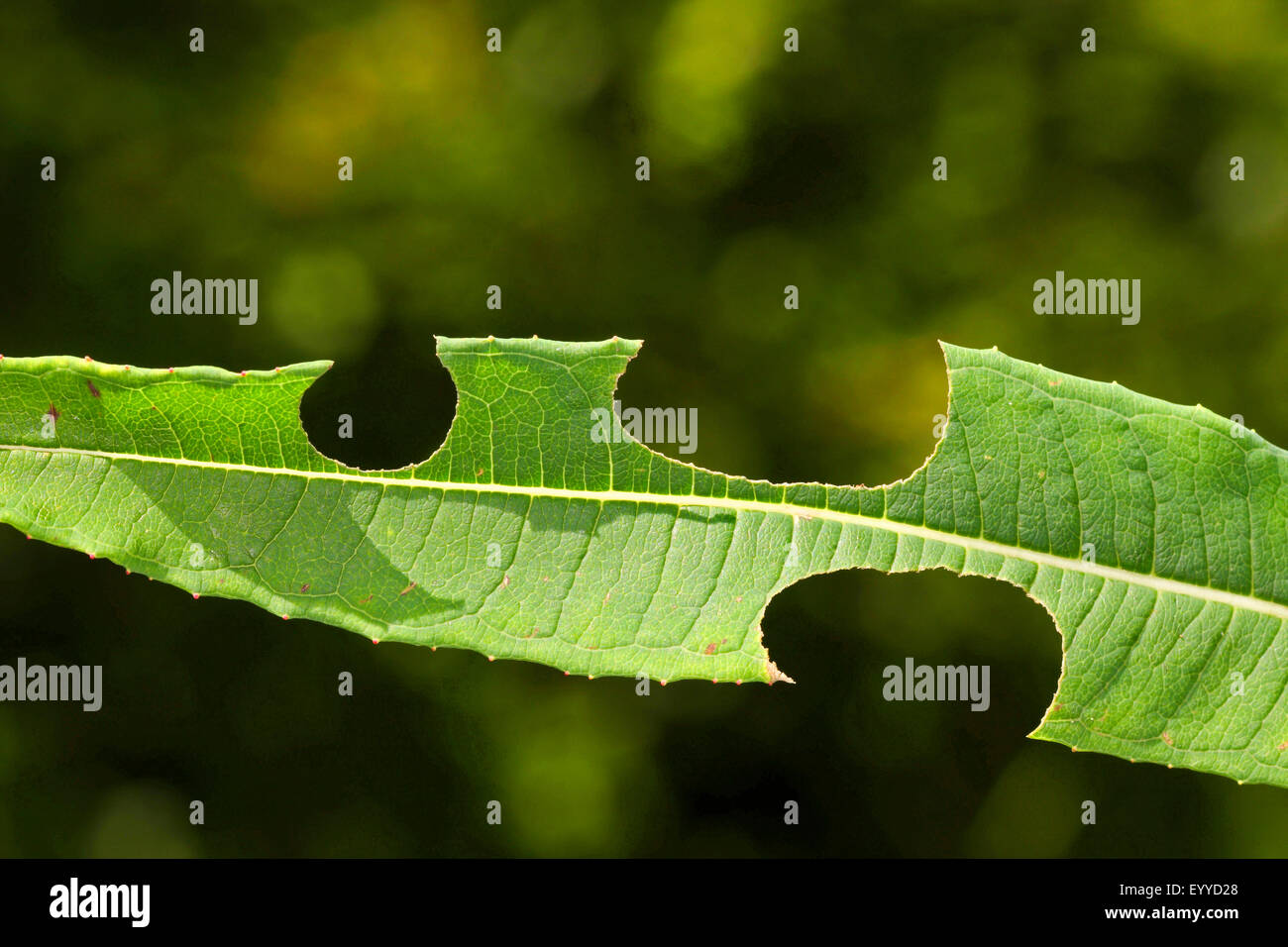 Leafcutter bee (Megachile lapponica), Leafcutter bee cutted pieces out ...